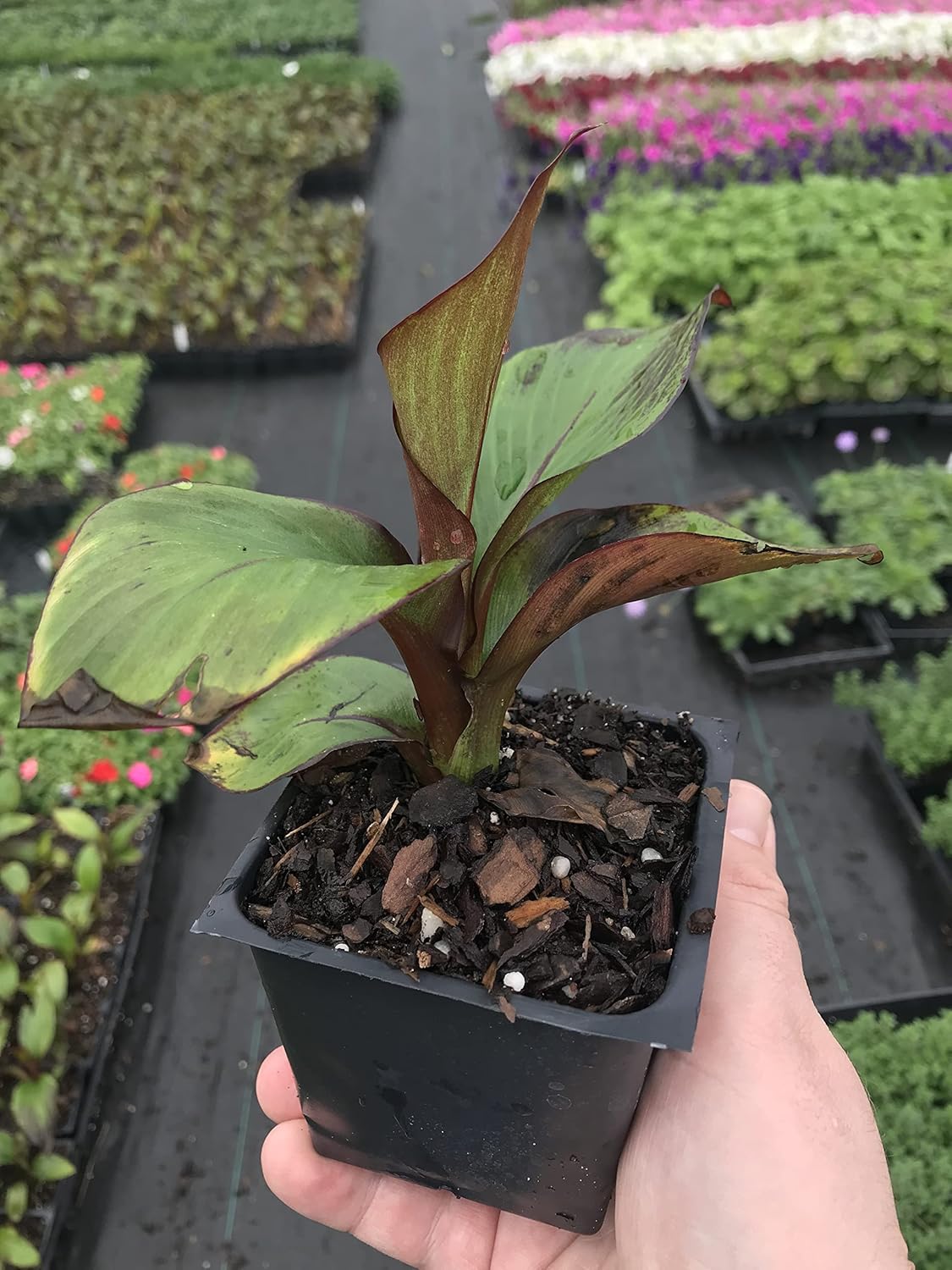 Amazon.com : Ensete Maurelii Red Abyssinian Banana Live Plant GG ...