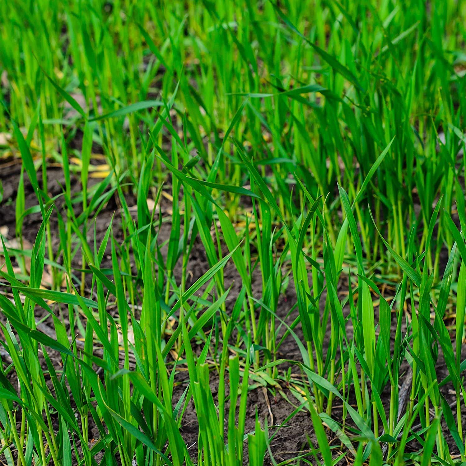 Amazon.com: Winter Rye Seed, 5 Pounds : Patio, Lawn & Garden