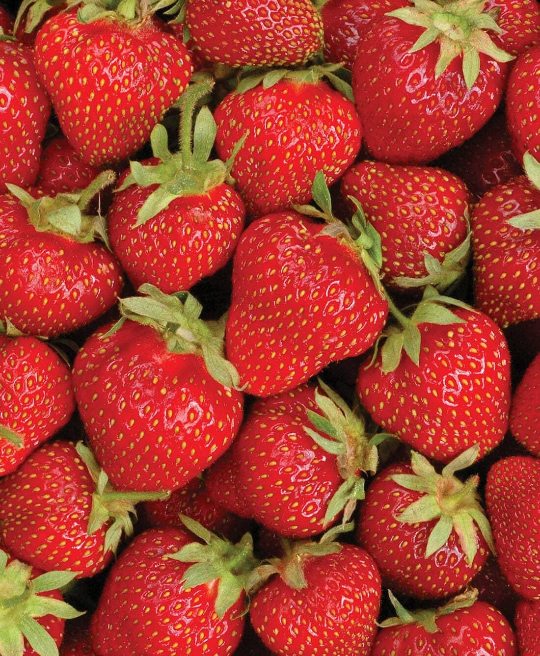 Amazon.com : Red Ruby Strawberry Berry Seeds Plant Garden Planting ...