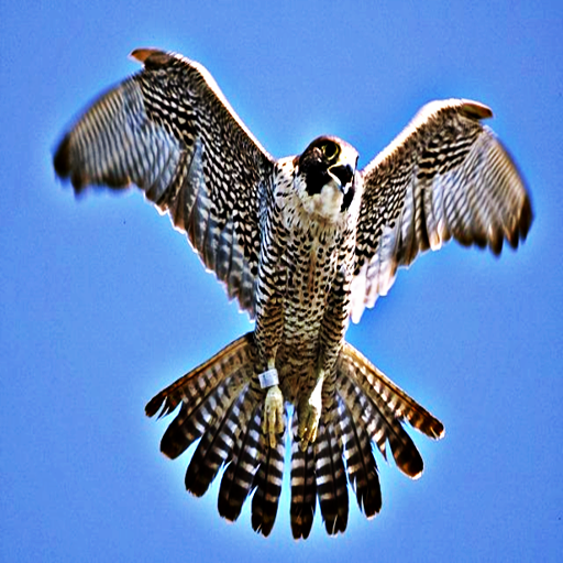Falcon Bird Of Prey