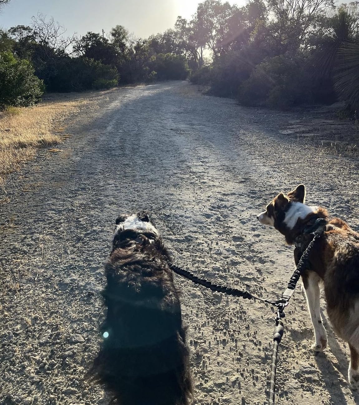 Zenify Double Dog Lead Dual Two Way Tangle Free Coupler Split Bungee ...