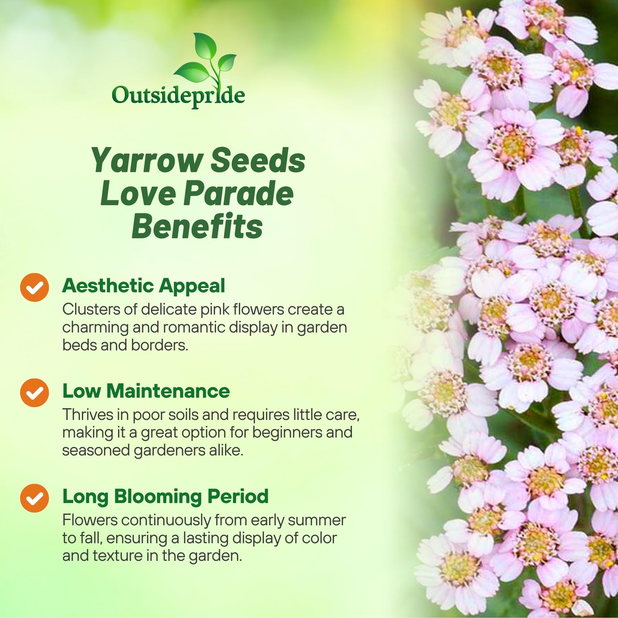 Yarrow Flower Benefits Achillea Millefolium (common Yarrow) | Izel