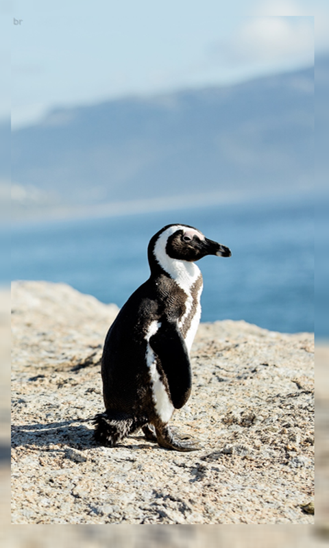Penguin Wallpaper Hd Background The Penguins Home Screen Wallpaper