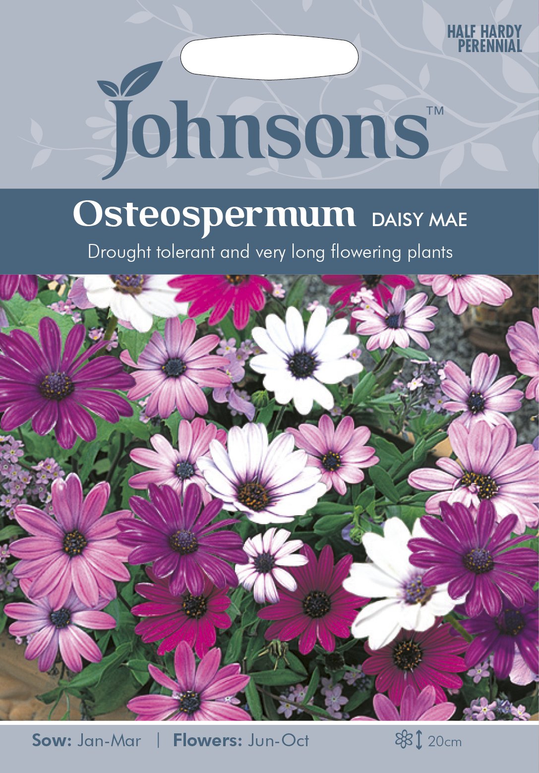 Johnsons 19558 Flower Seeds, OSTEOSPERMUM Daisy Mae, Mixed : Amazon.co ...