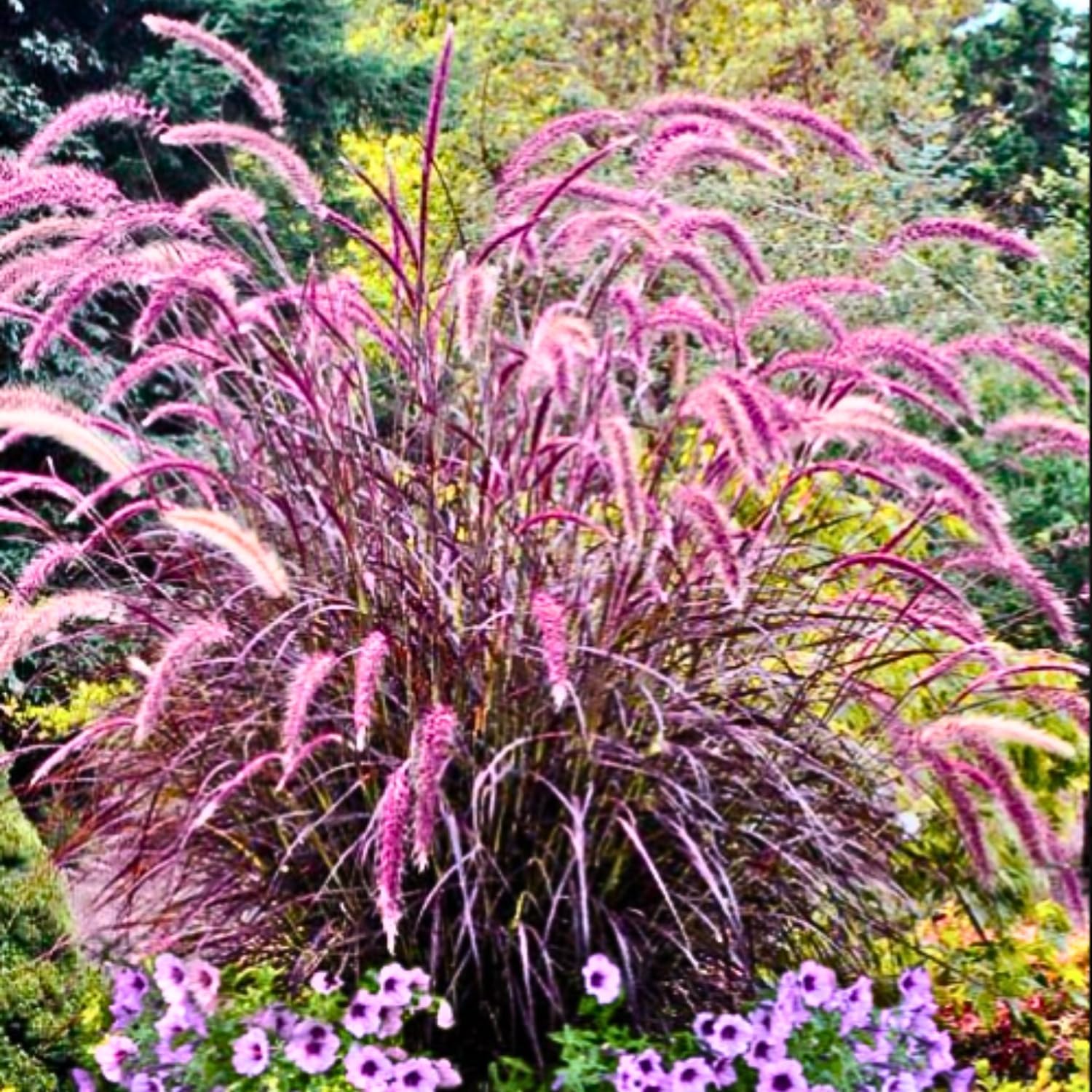 Amazon.com : 2 Purple Fountain Grass Plants Live Clump, Ornamental ...