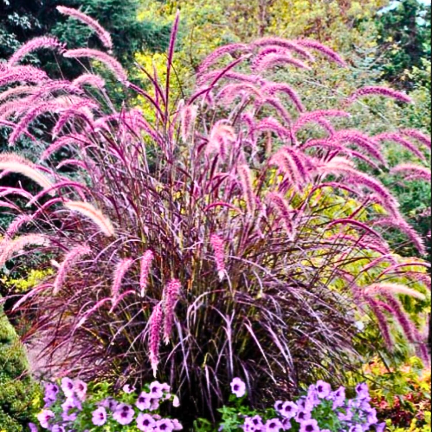 Amazon.com : 2 Purple Fountain Grass Plants Live Clump, Ornamental ...