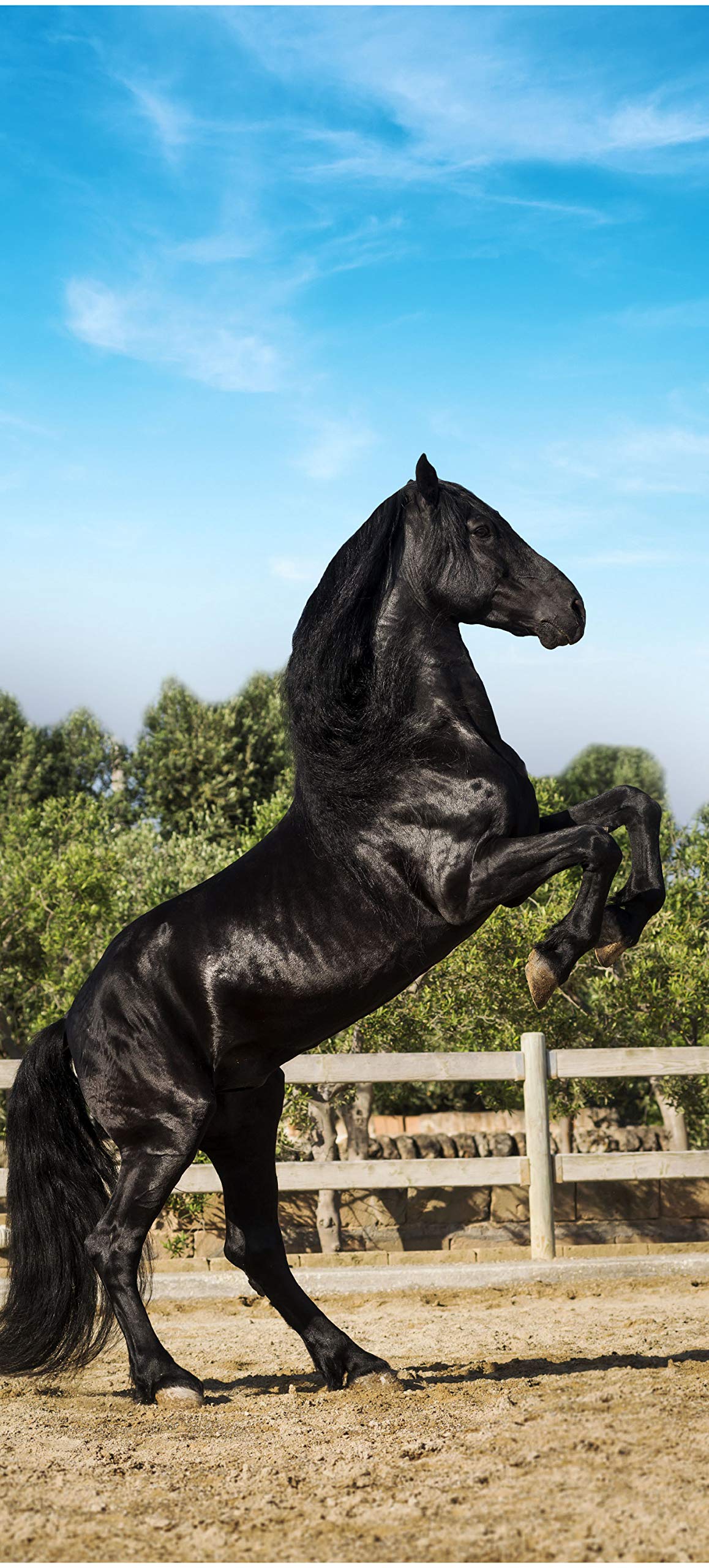 Black Horse Standing