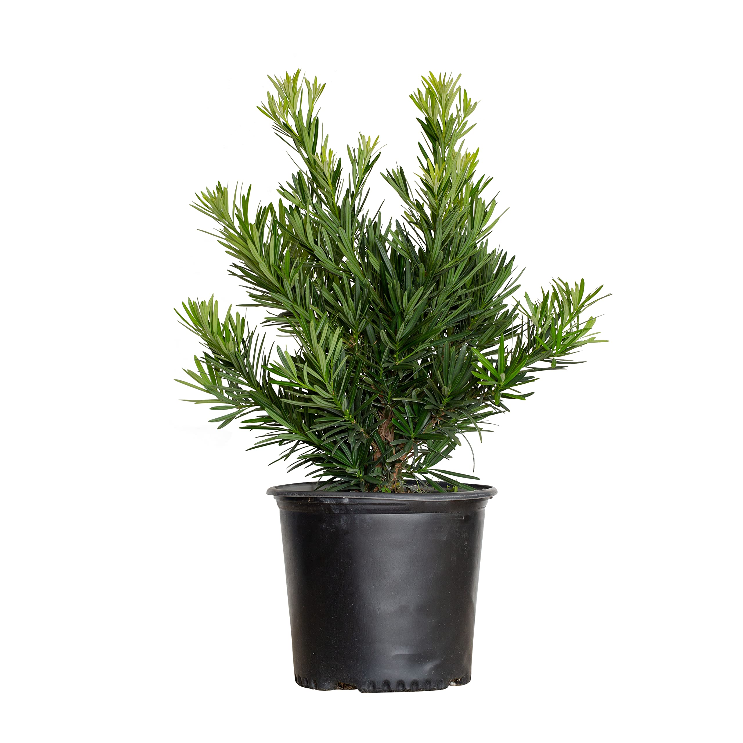 Pringles Dwarf Podocarpus Yew 2 5 Gallon Evergreen Shrub Needle ...