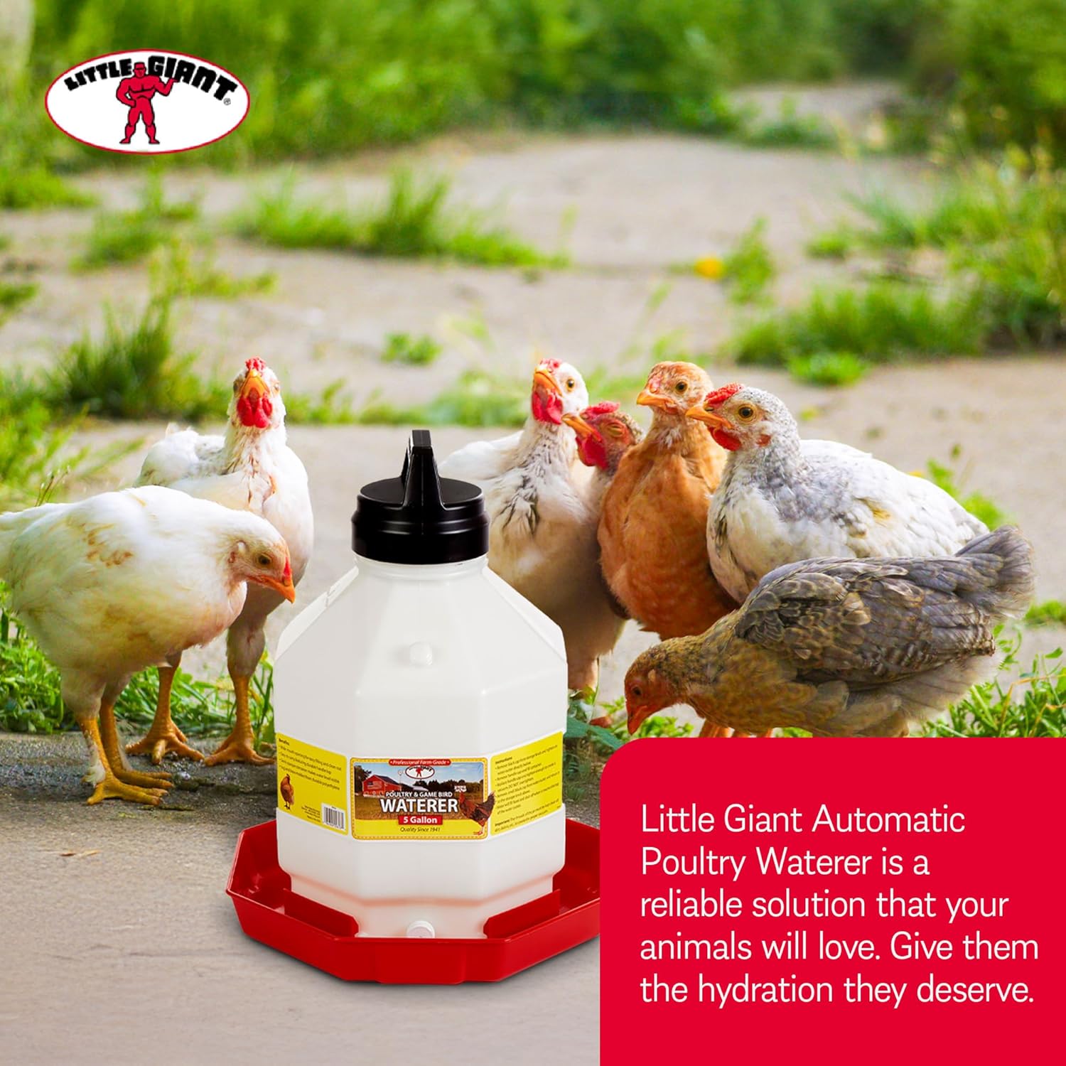 Little Giant PPF5 5 Gallon Automatic Poultry Waterer Philippines | Ubuy