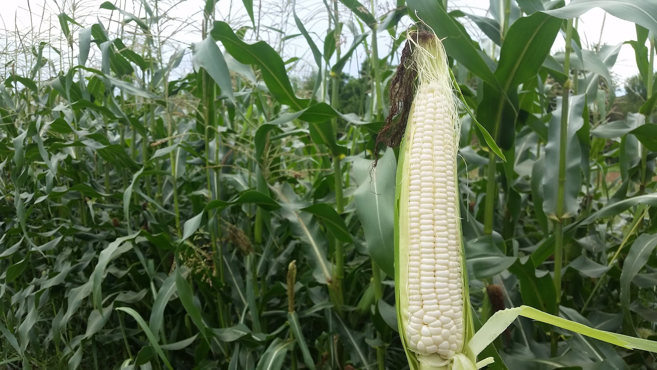 Growing Silver Queen Corn