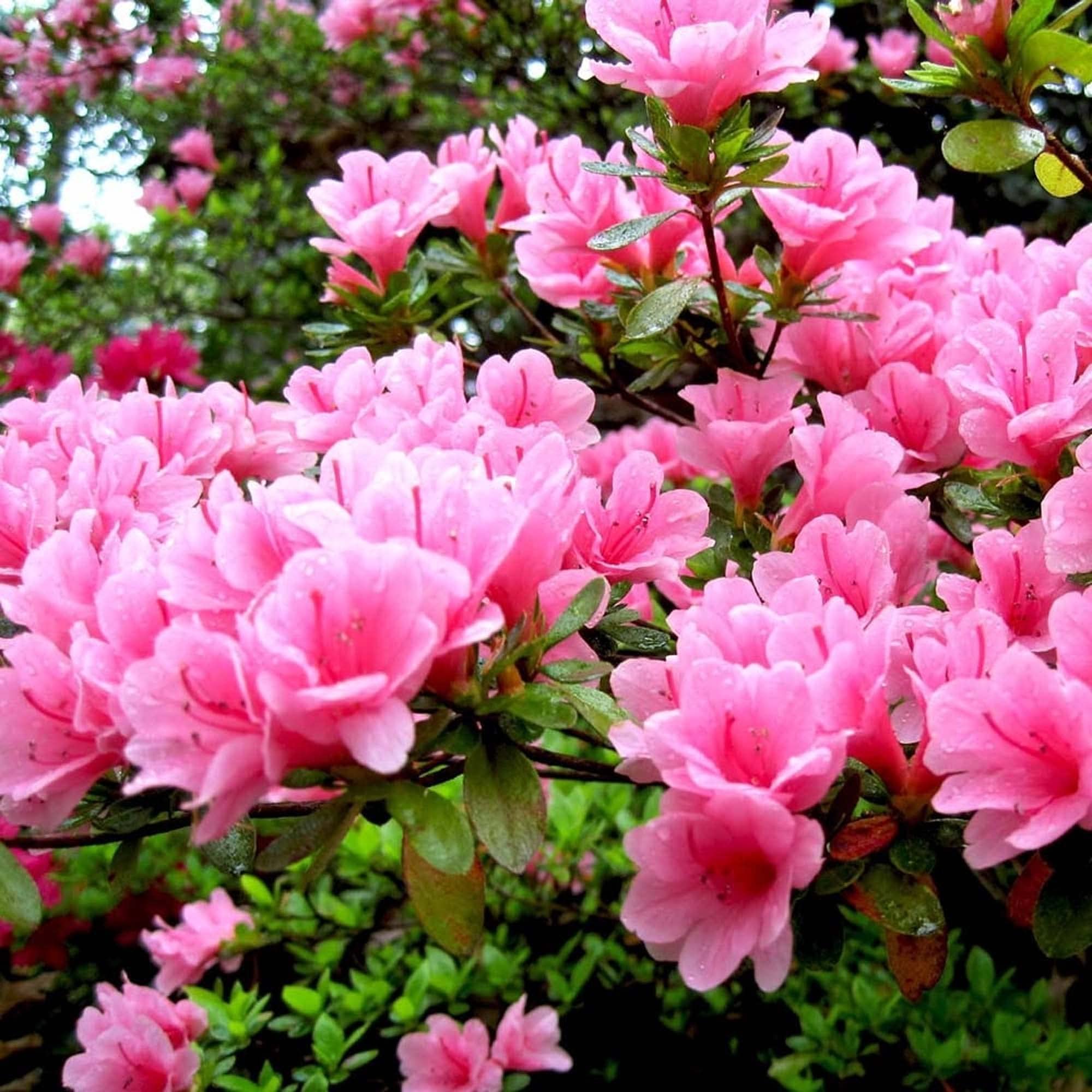Japanische Azalee Hausgartennet