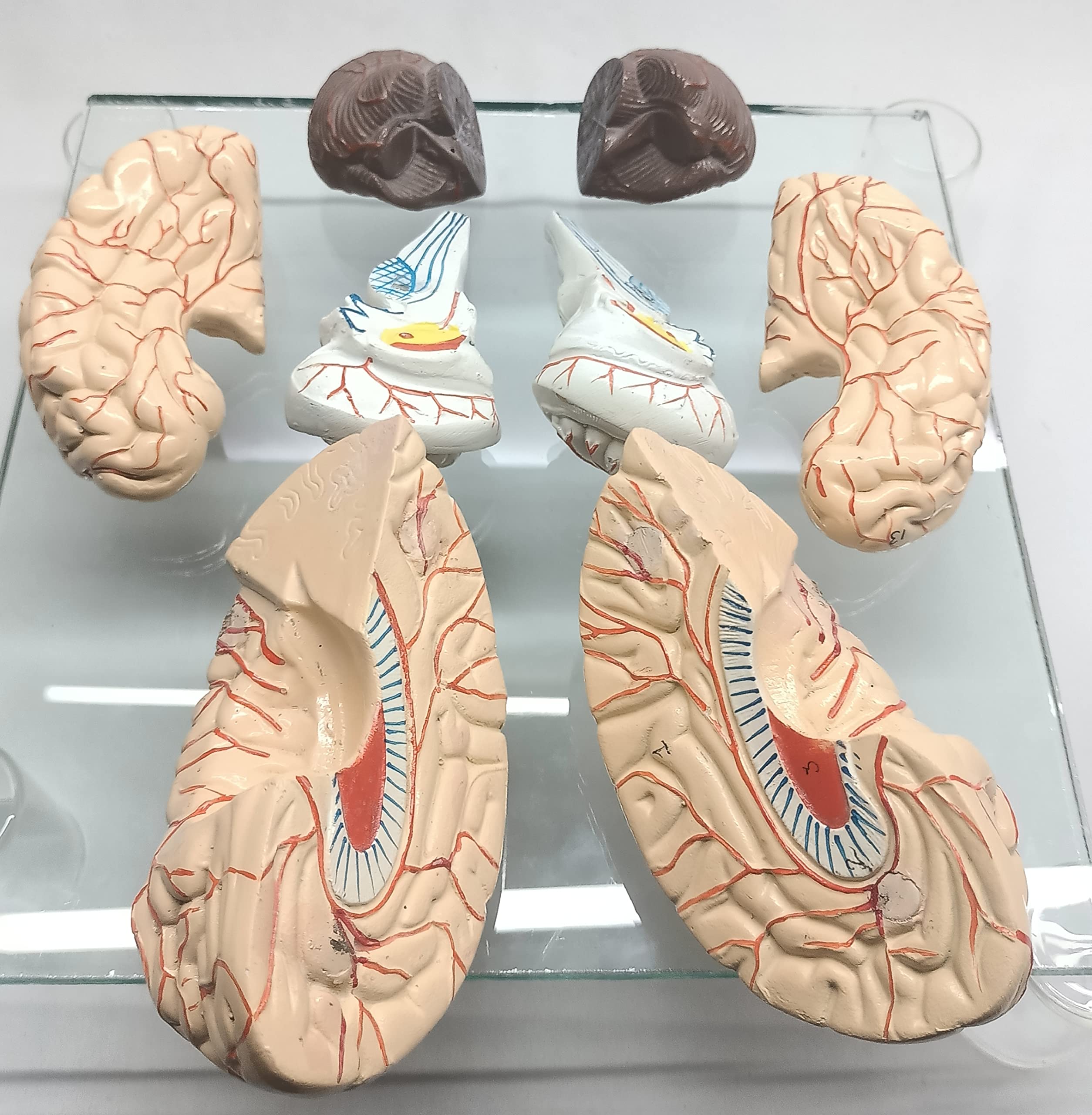 Human Brain Model Learning Resources Human Brain Anatomical Model Anatomically Accurate Brain ...