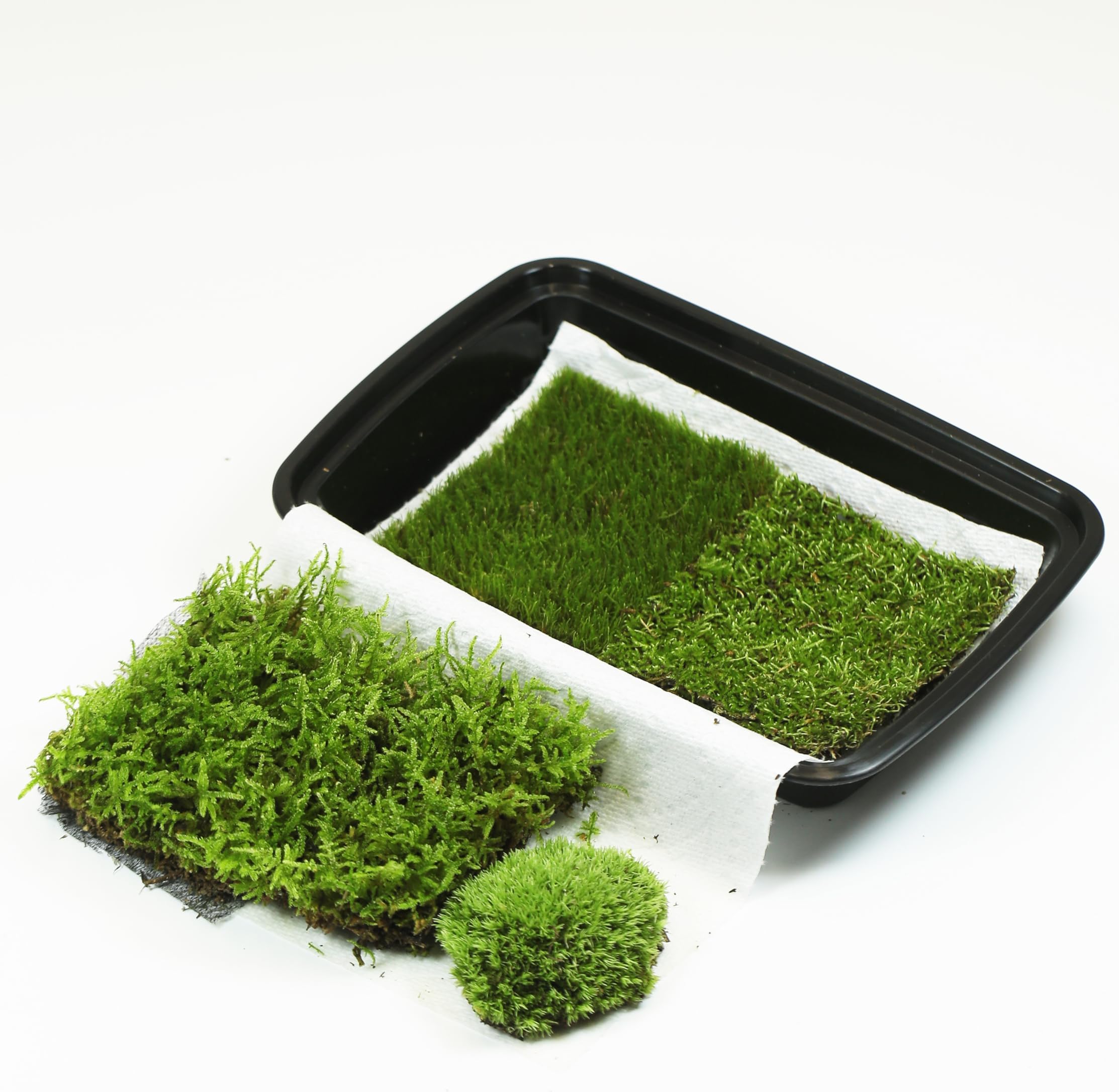 Amazon.com : Living Moss - Fresh Sheet Moss Perfect for Terrariums and ...