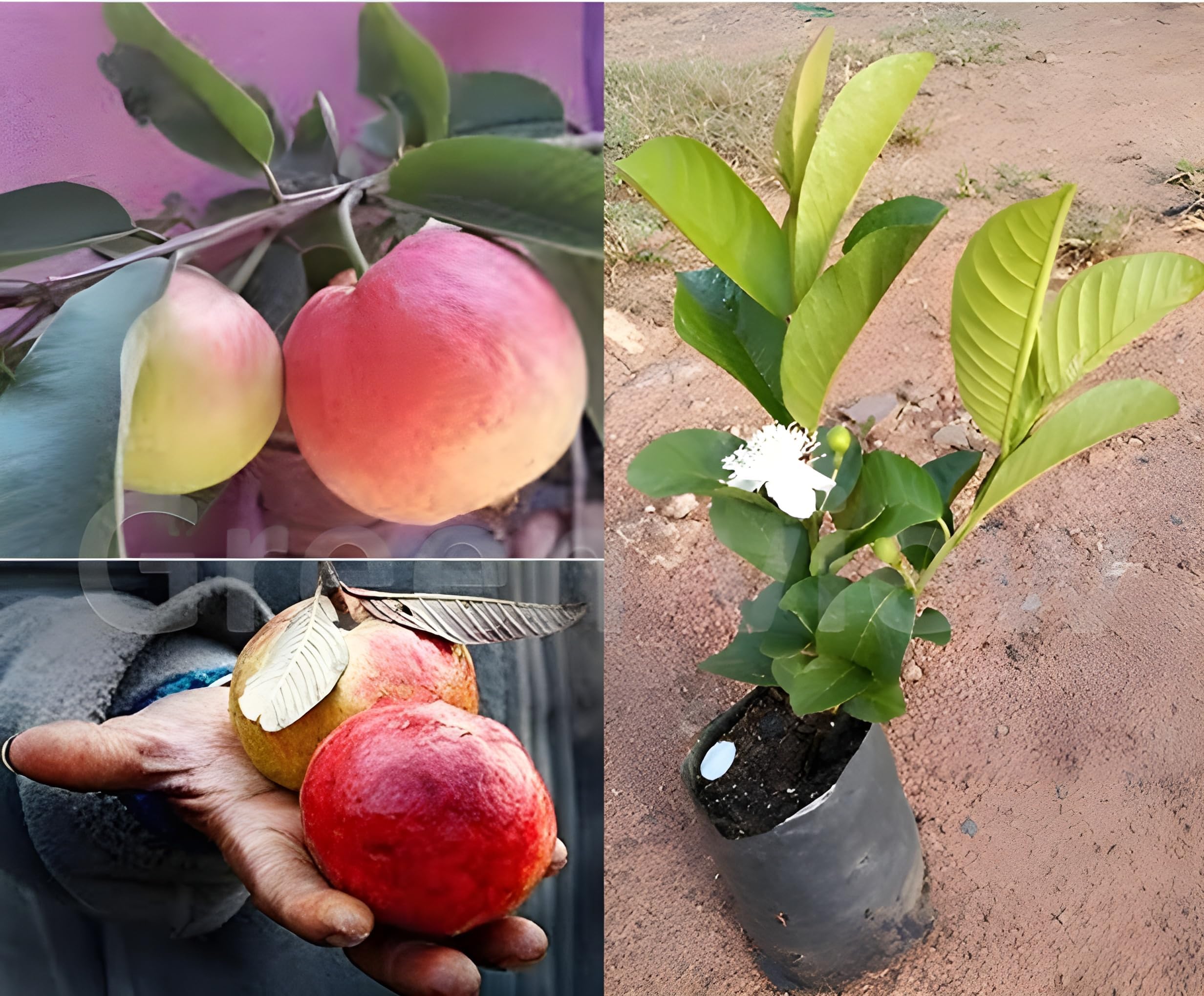 Green view® "Allhabadi Surkha Red variety " Hybrid Guava - 1 Healthy ...