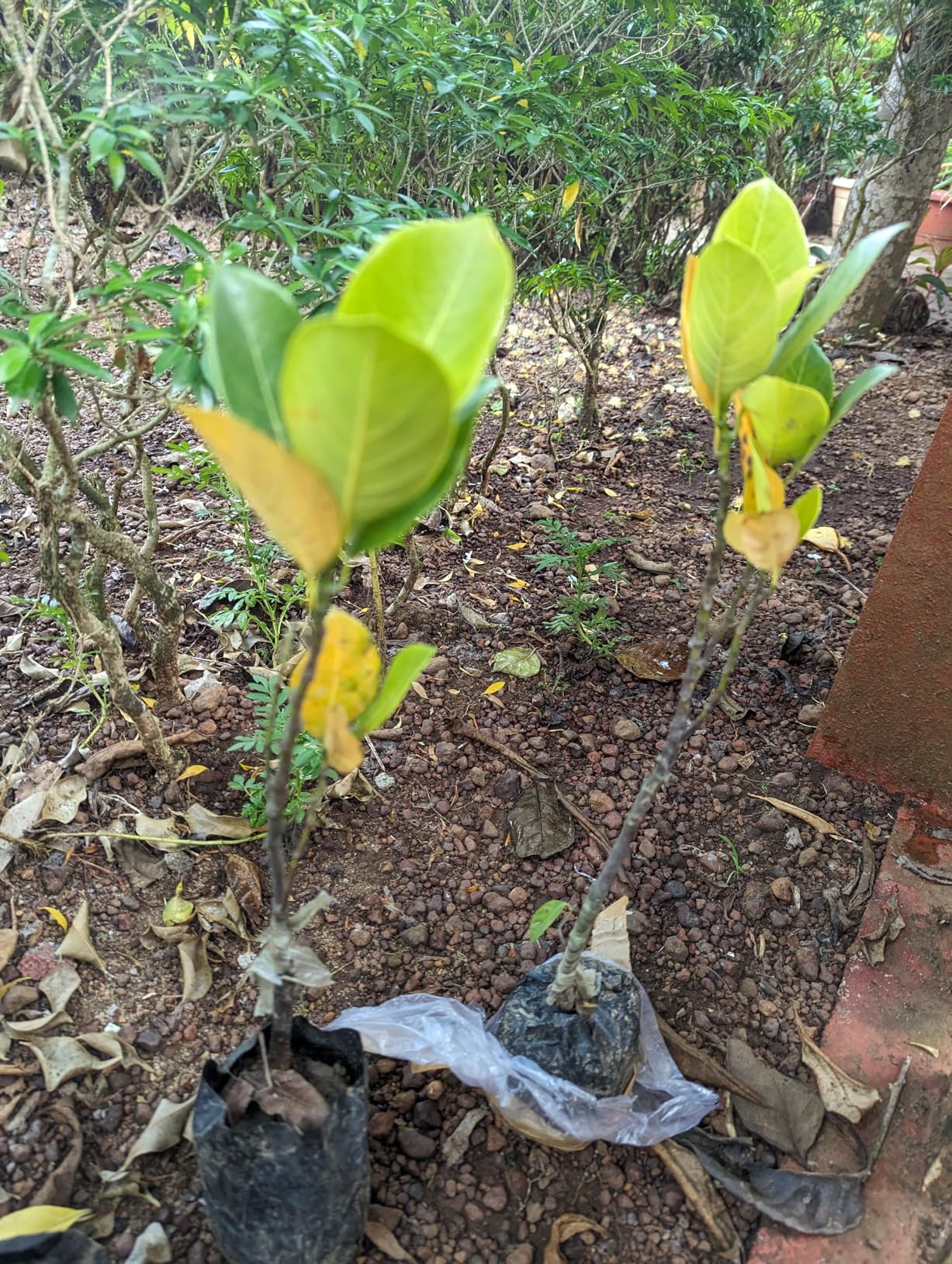 Natura GreenHouse 2 Live Original Thailand Pink Jackfruit Plant Pack Of ...