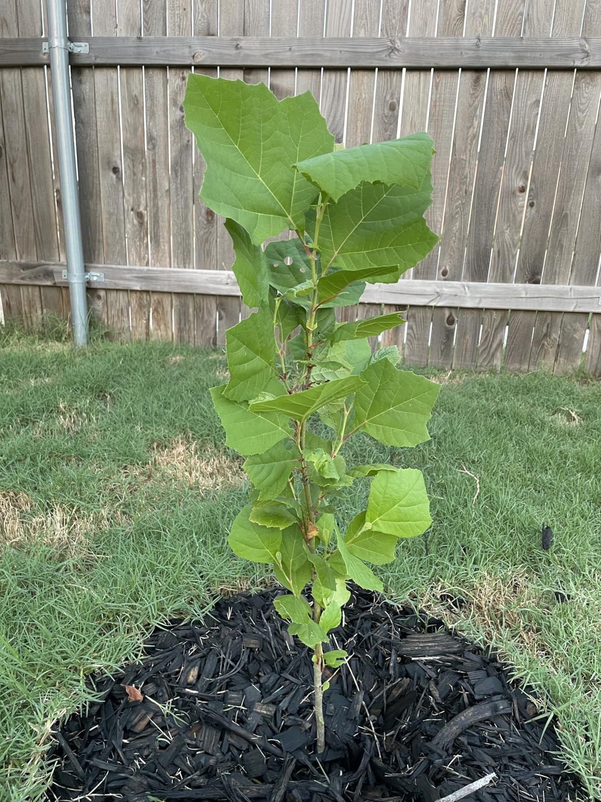 Amazon.com : Potted American Sycamore Live Tree, 12"-24" : Patio, Lawn ...