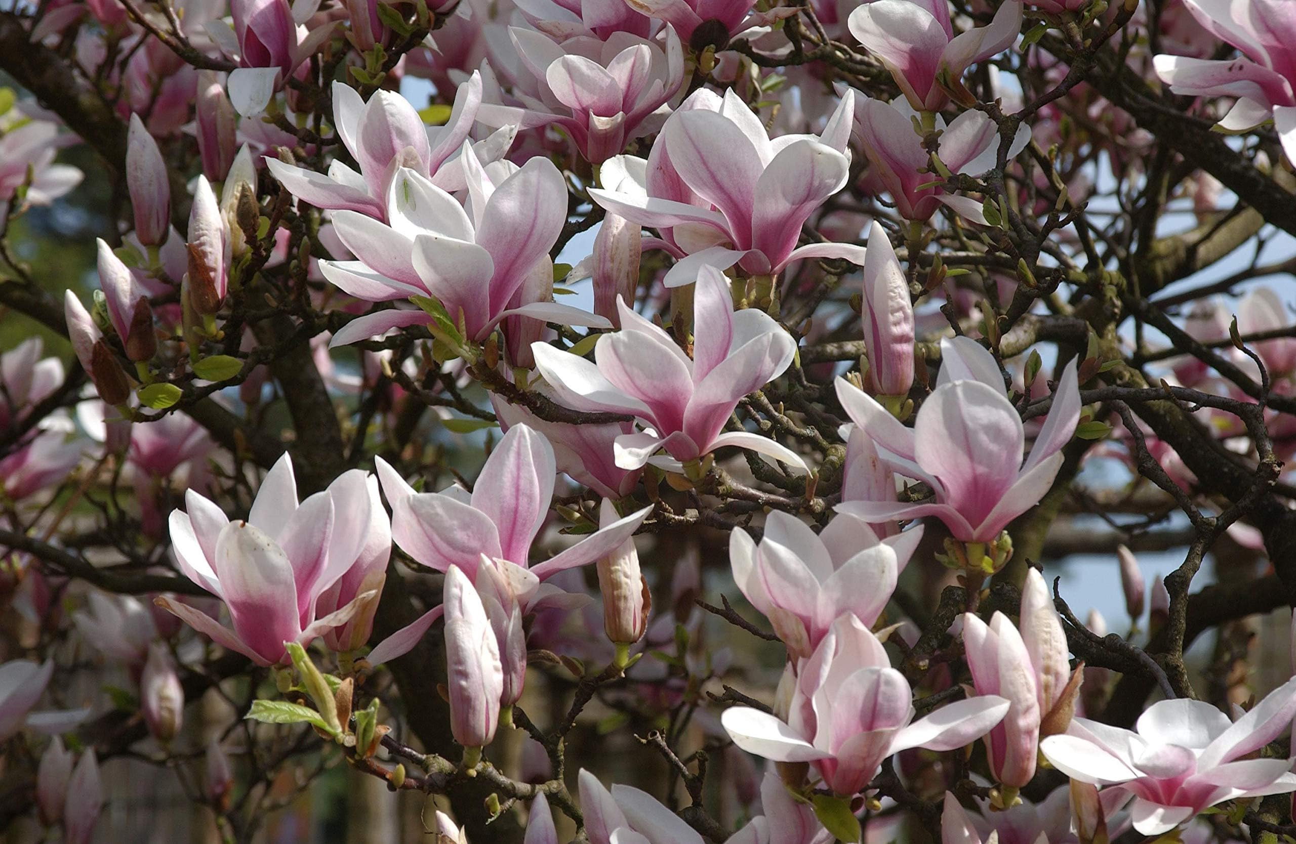 BALDUR Garten Magnolien 'Blue Opal', 1 Pflanze, Magnolia acuminata ...