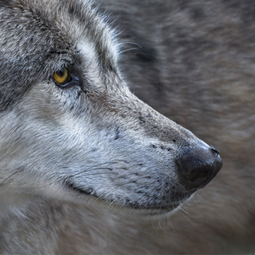 Timberwolf Sounds & Timberwolf Calls - Great for Tiimberwolves! - App ...