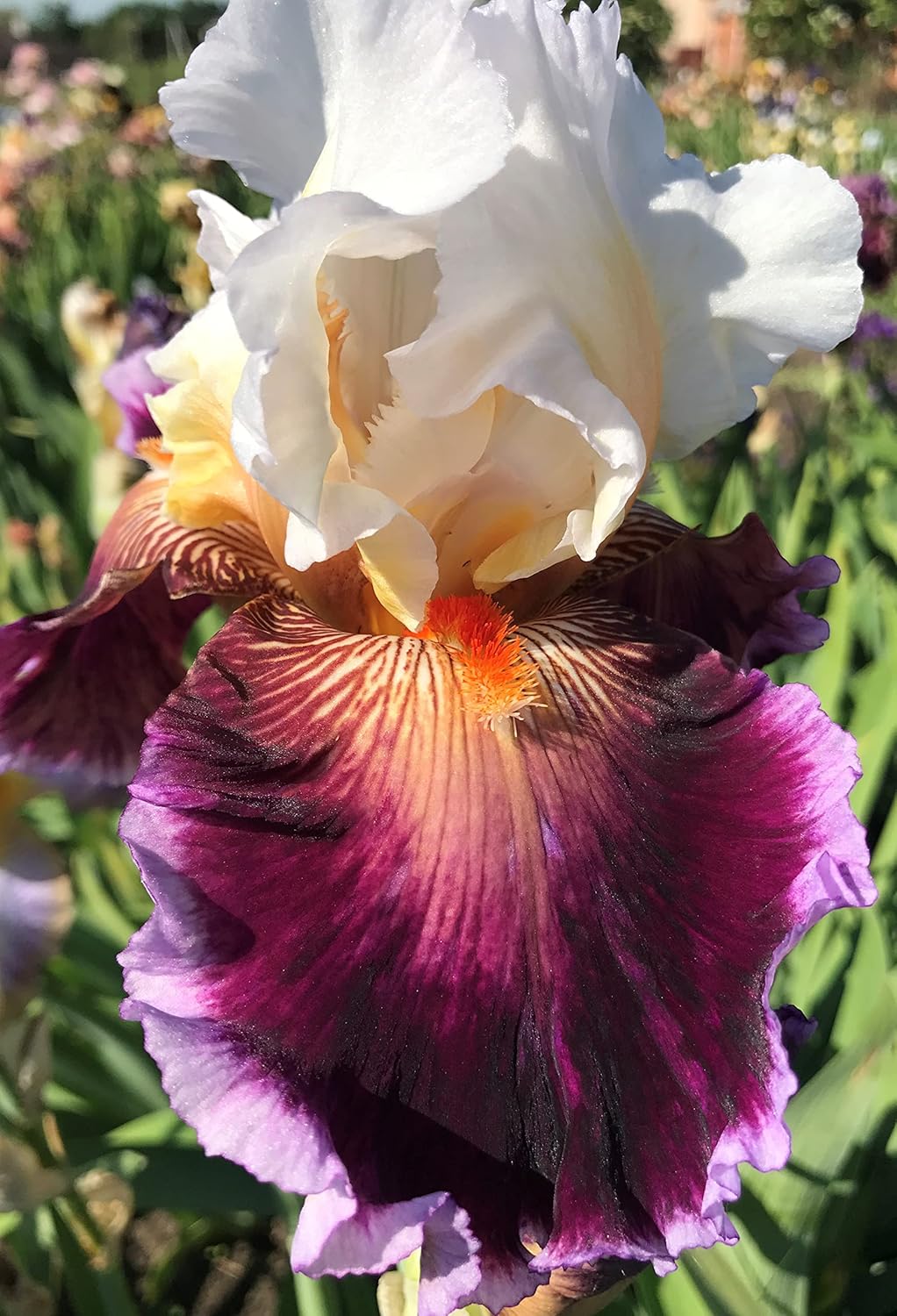 Amazon.com : Bearded Iris Care to Dance (1 Pack) Plant Bulb - Creamy ...