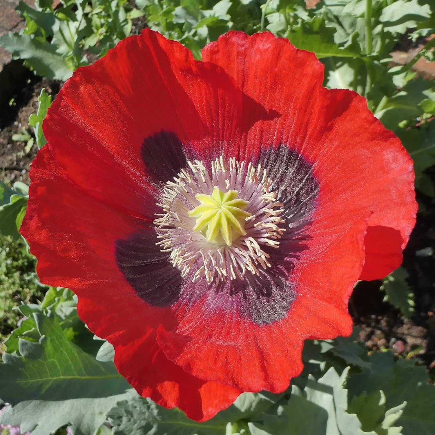 Amazon.com : Giant Red Poppy Seeds Papaver Somniferum Hardy Perennial ...