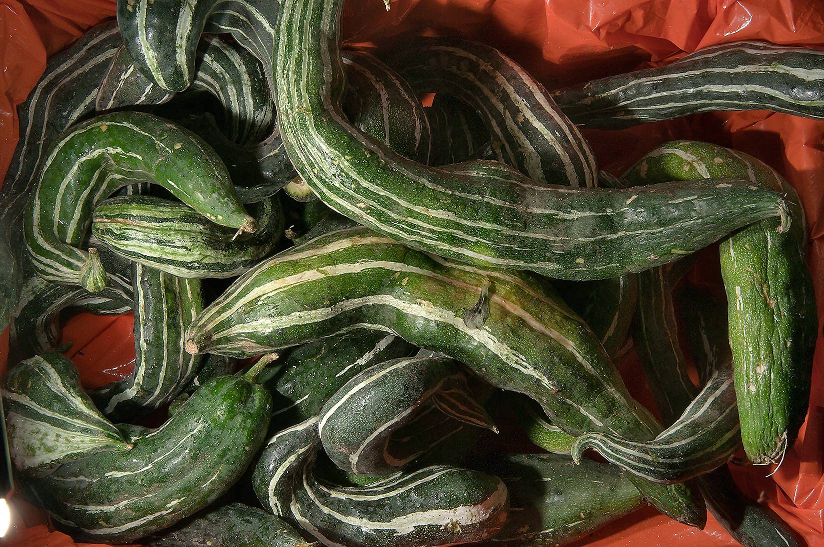 Buy Snake Gourd (Trichosanthes cucumerina) 10 for ing, Chachinda ...