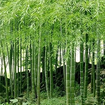 Amazon.com : CHUXAY GARDEN 60 Seeds Phyllostachys Edulis,Moso Bamboo ...