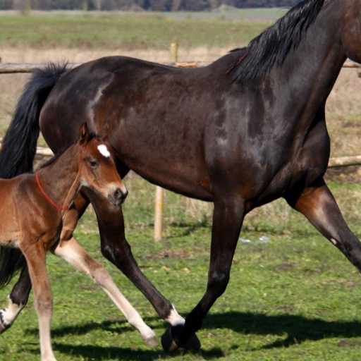 Baby Horse Wallpaper -- HD Wallpapers of Baby Horses! - App on Amazon ...