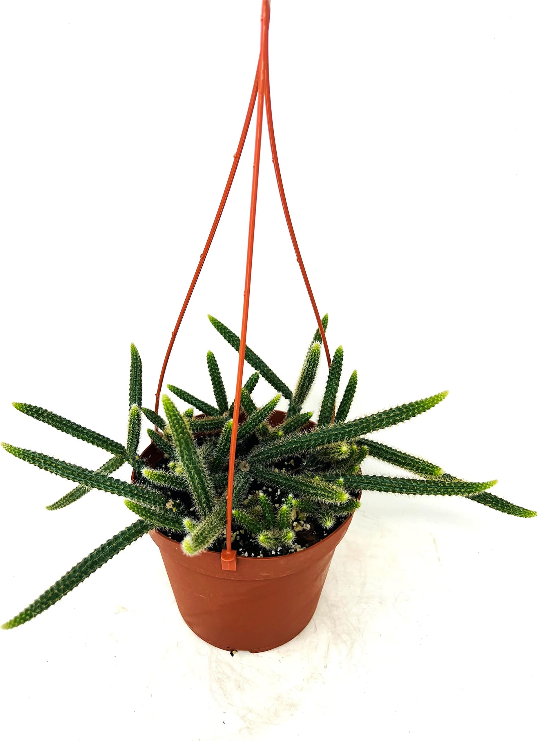 Amazon.com : Rat Tail Cactus in Hanging Pot 6" Pot 'Live Plants' Aporocactus : Patio, Lawn & Garden