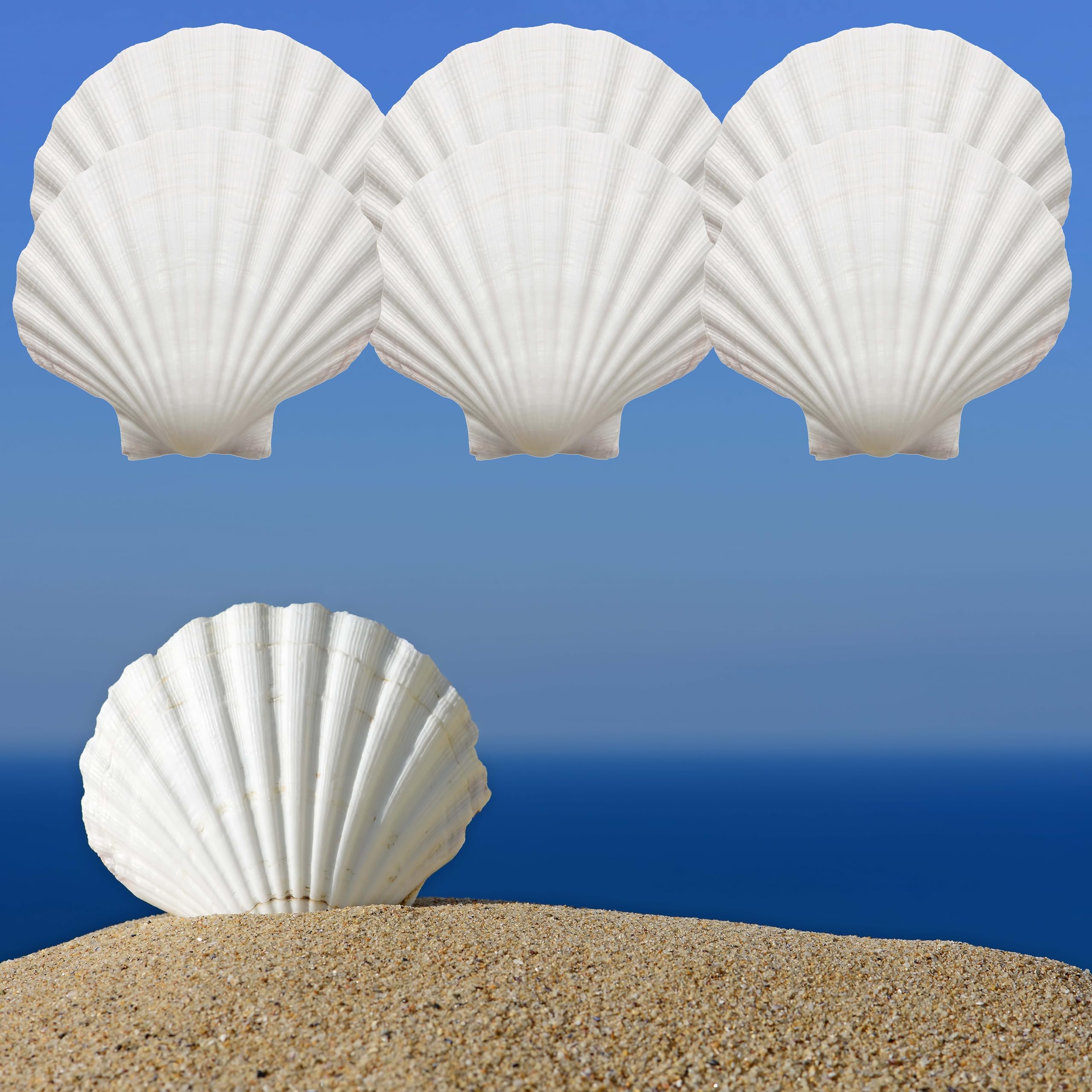 Amazon.com: CROSSBODY 6Pcs 4-5 inch Large Sea Shells White Scallop ...