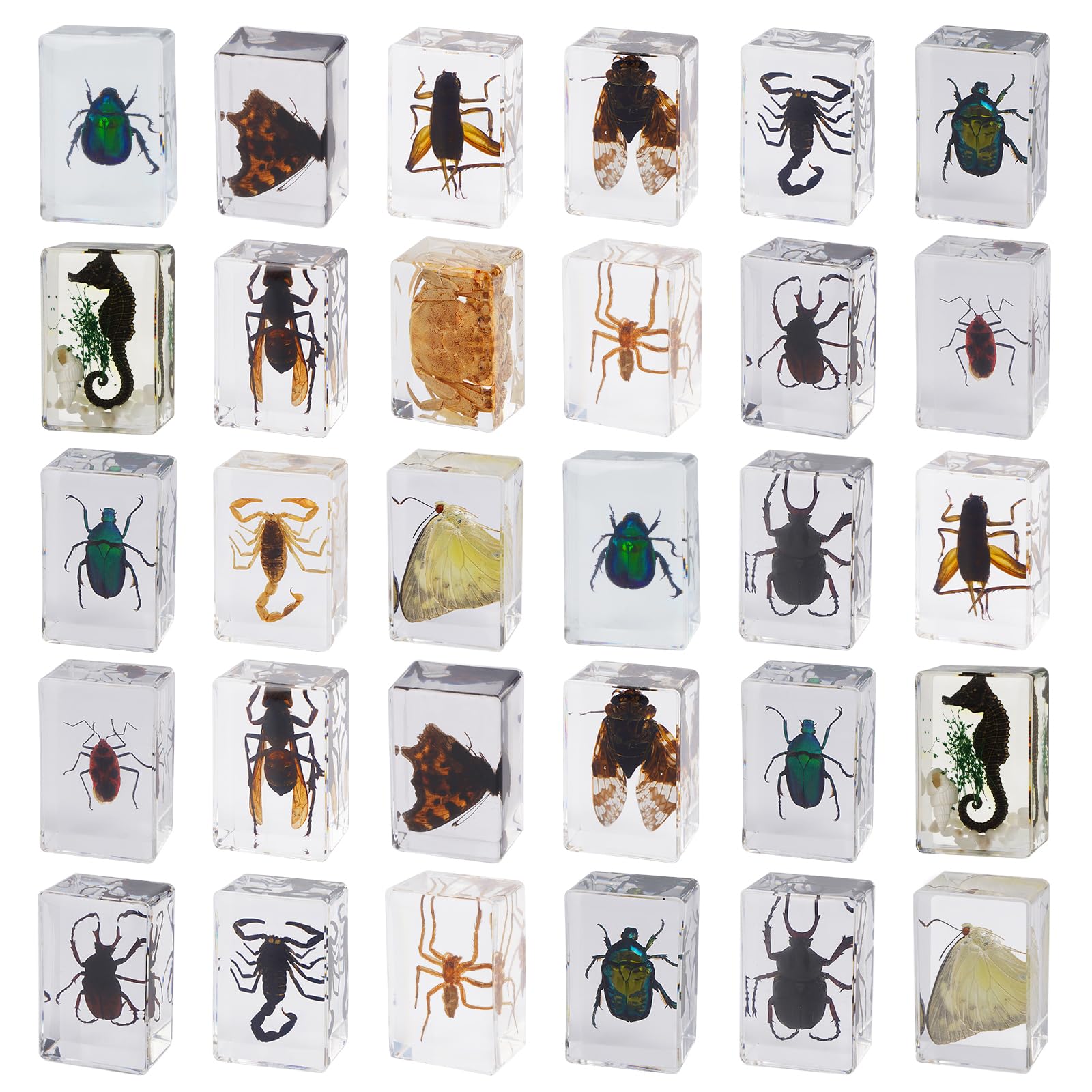30 Pcs Insect in Resin Bug Preserved Specimen Collection Paperweights ...