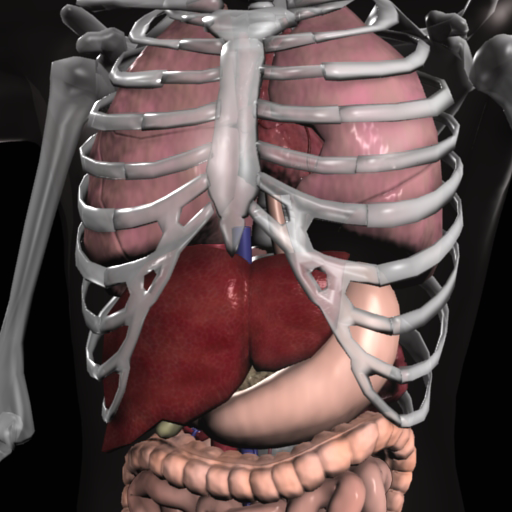 Anatomy 3D: Organs - App on Amazon Appstore