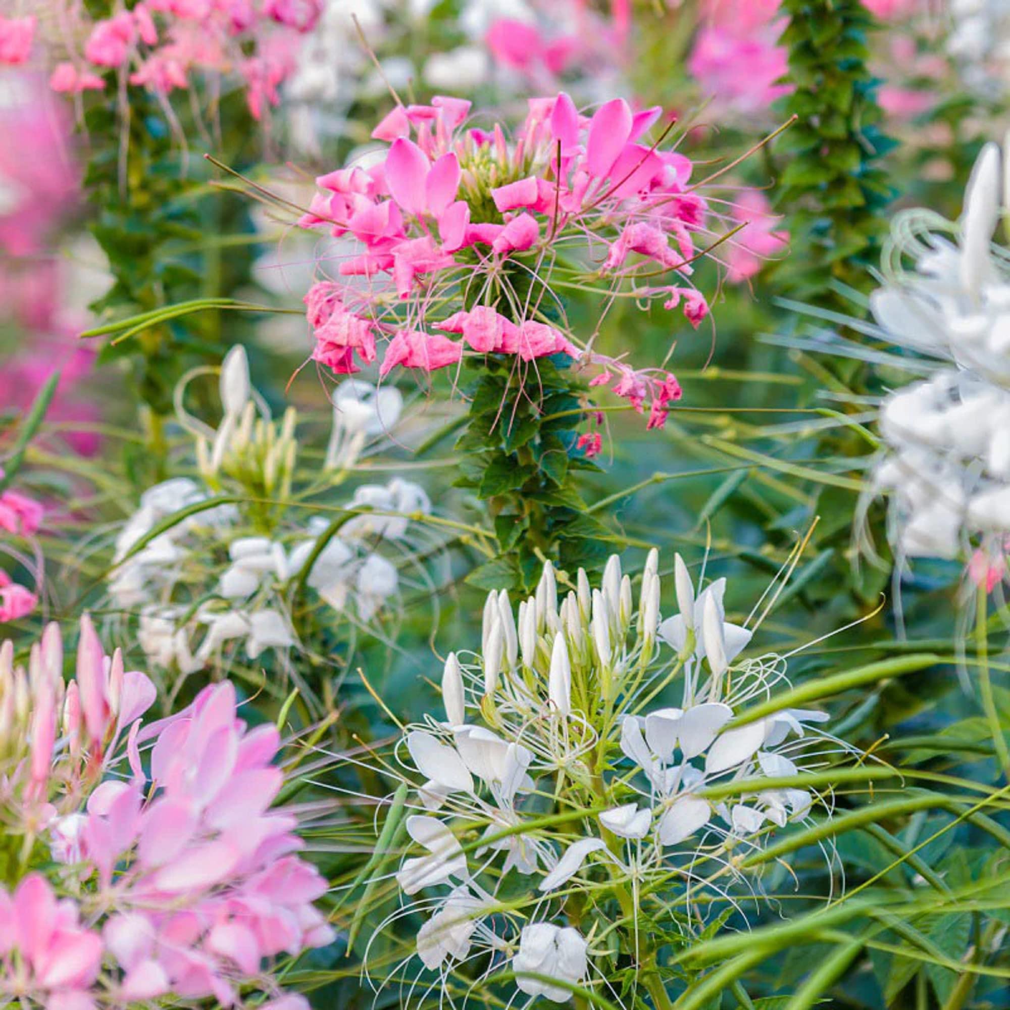 Cleome Hassleriana White