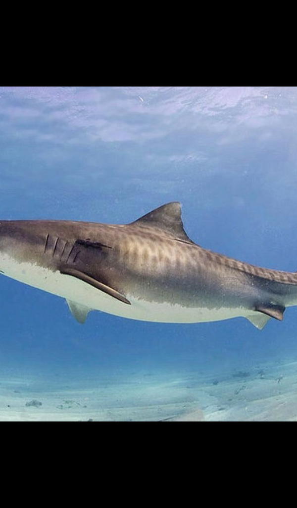 Tiger Shark Wallpapers