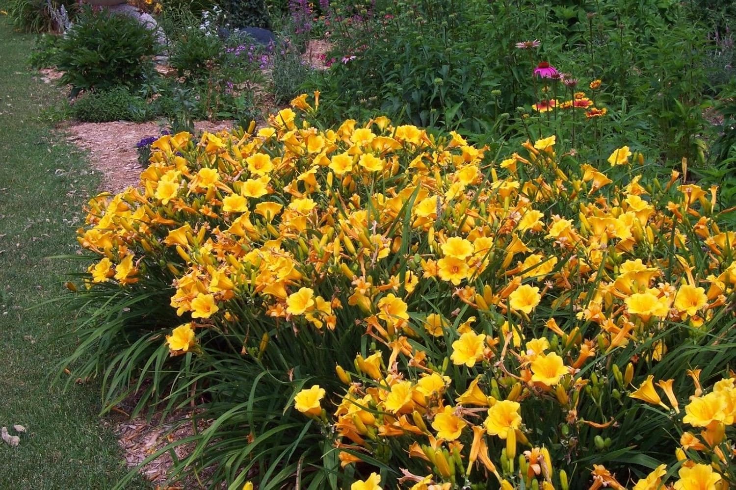 Amazon.com: 25 Bareroot Hemerocallis Stella D'oros Daylilies-2-3 Fan ...