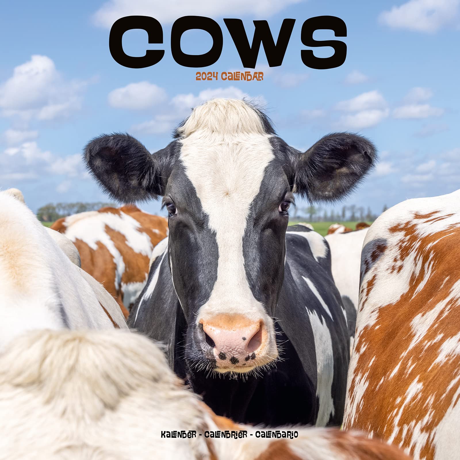 Cows Calendar 2024 Square Farm Animal Wall Calendar - 16 Month ...