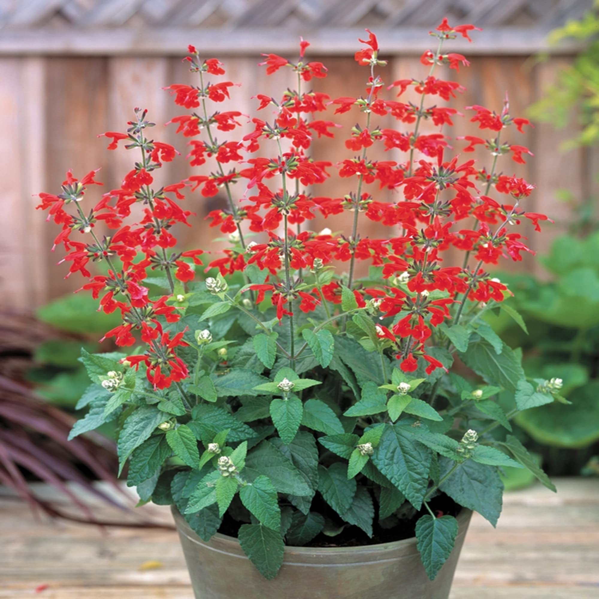 Lady In Red Salvia