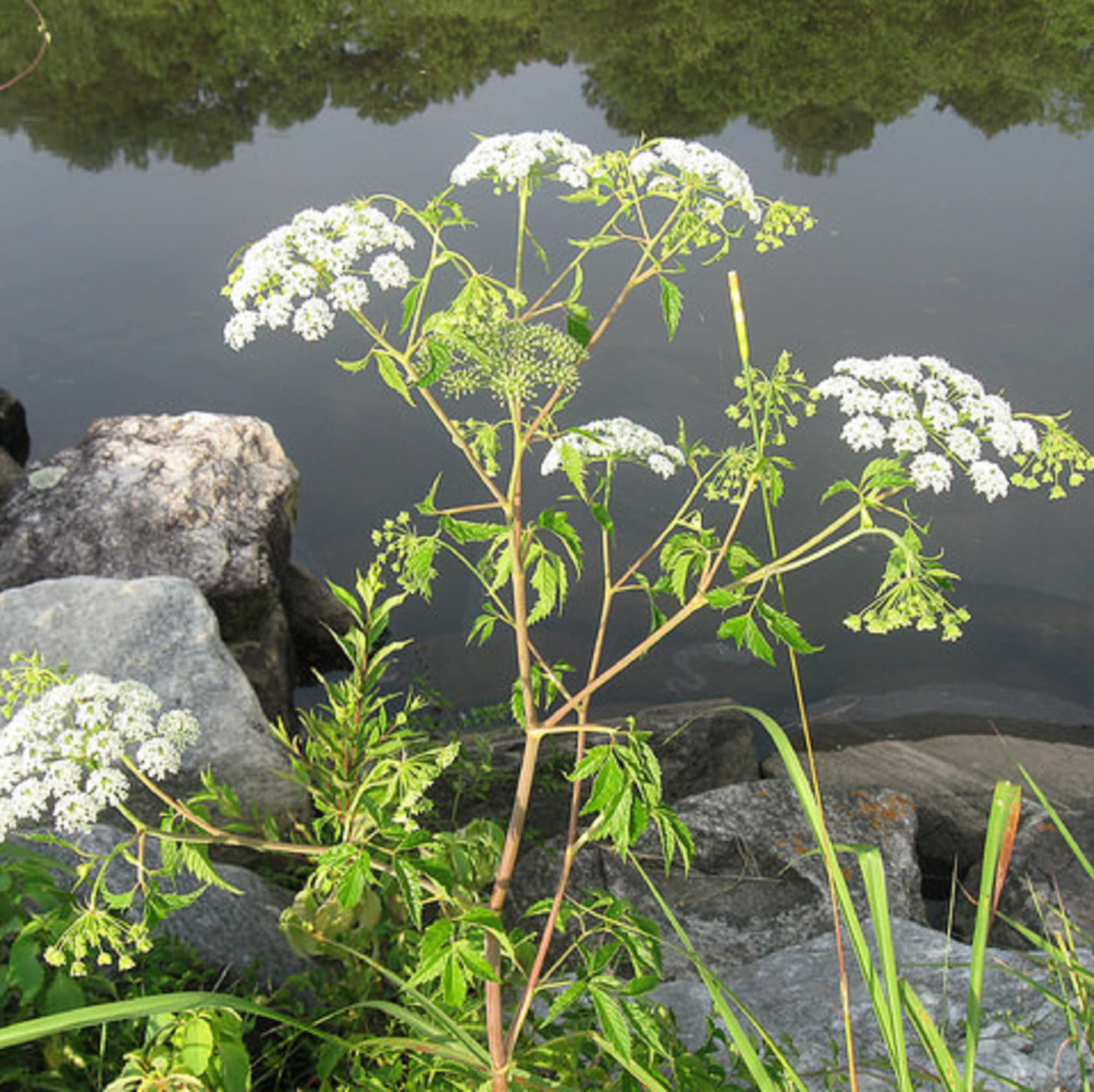 Cicuta Maculata Root