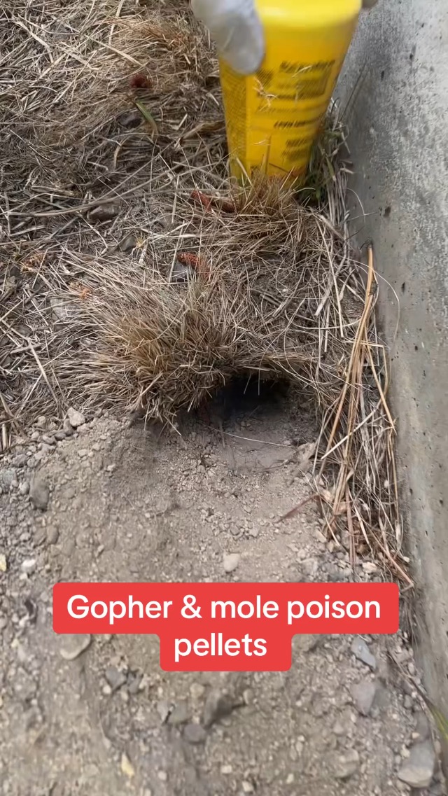 Watch Poison pellets for the gophers. His dad recommended. on Amazon Live