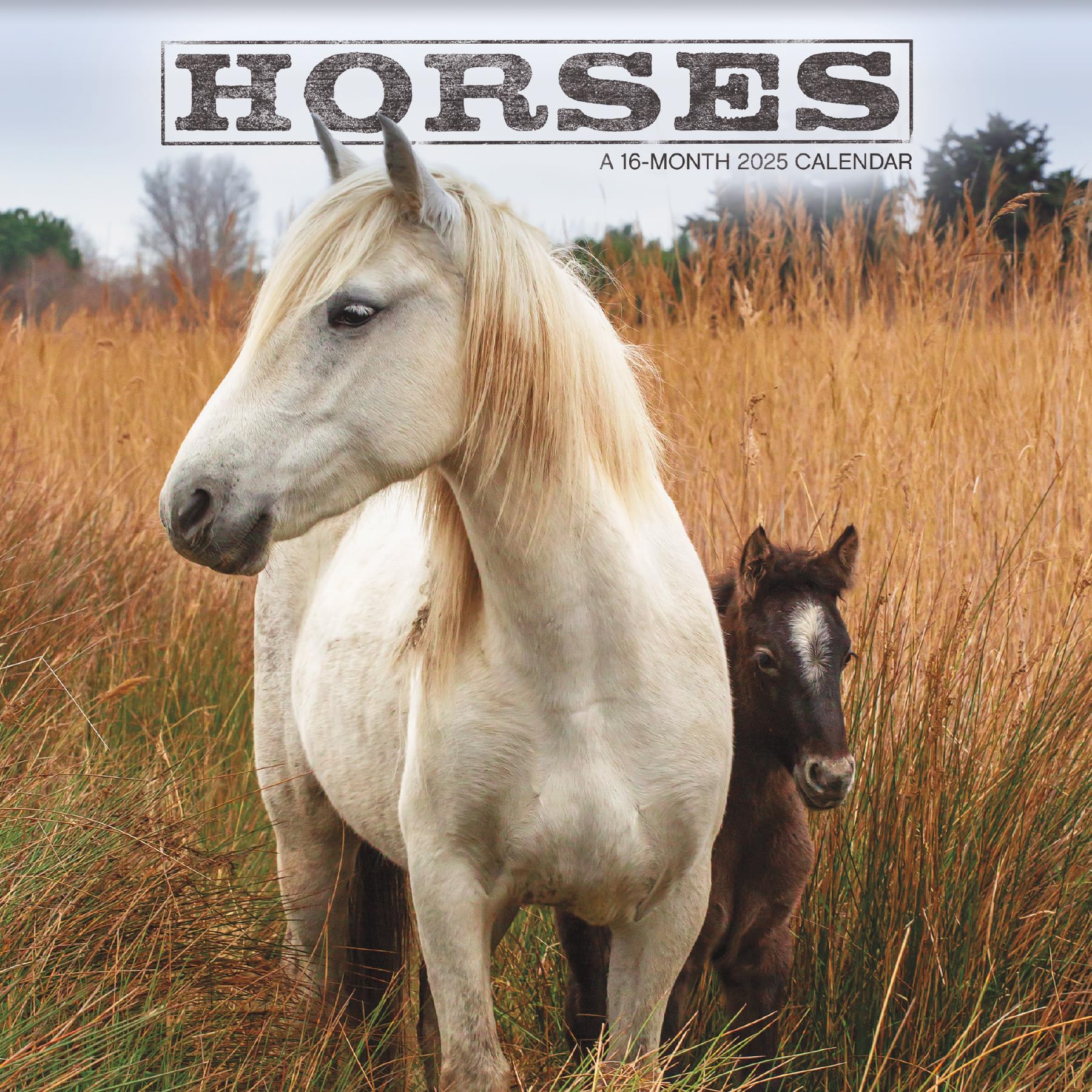 2025 Horses Mini Wall Calendar: Trends International: 9781438898261 ...