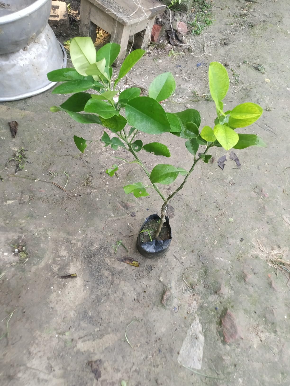 NEW DEBNATH NURSERY Red Jambura Pomelo Gaint Chakotra Batabi Lebu Fruit ...