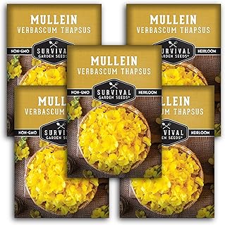 Gardening 101: A Step-By-Step Guide To Growing Mullein From Seed | ShunCy