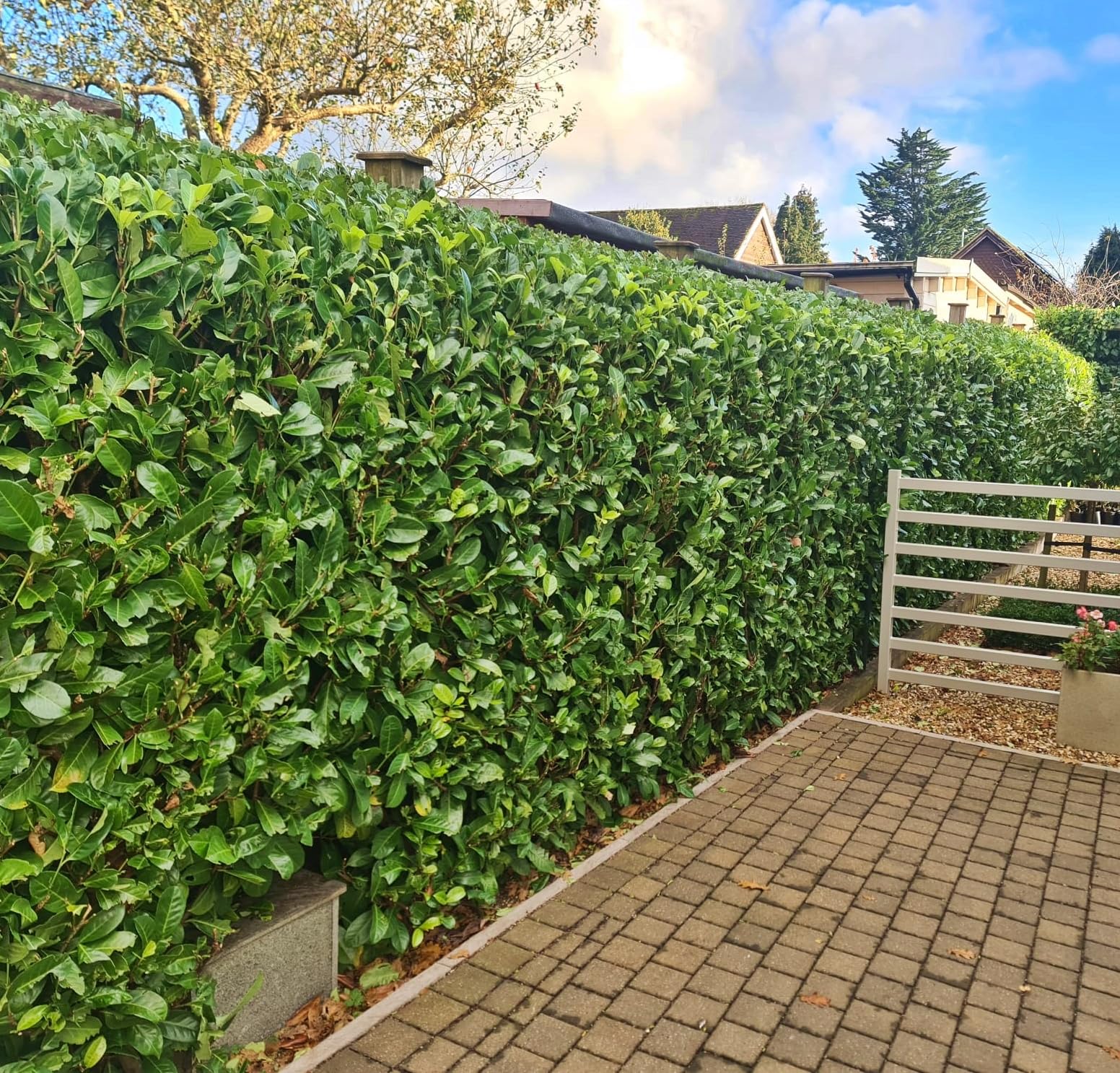 Laurel Hedging Plants Bare Root Evergreen Multi-Stem A Grade Trees (20 ...
