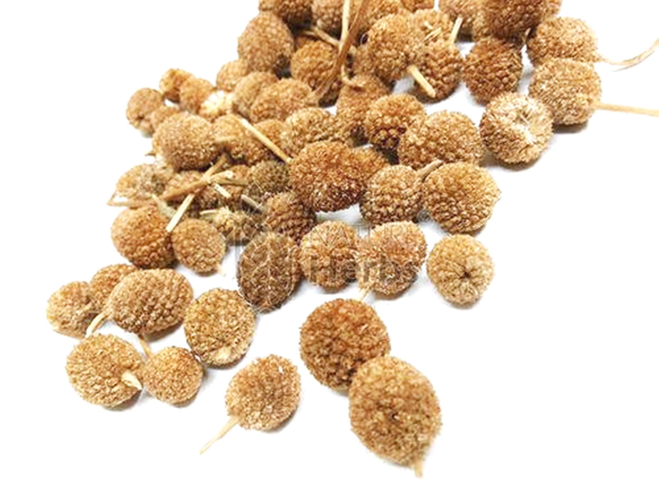 Buy Xetomos GORAKHMUNDI GORAKH MUNDI SPHAERANTHUS INDICUS 100gm Other ...