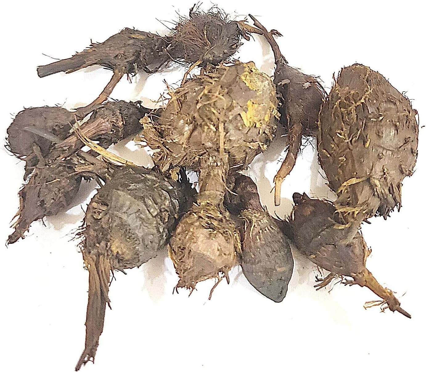 Cyperus Rotundus Root