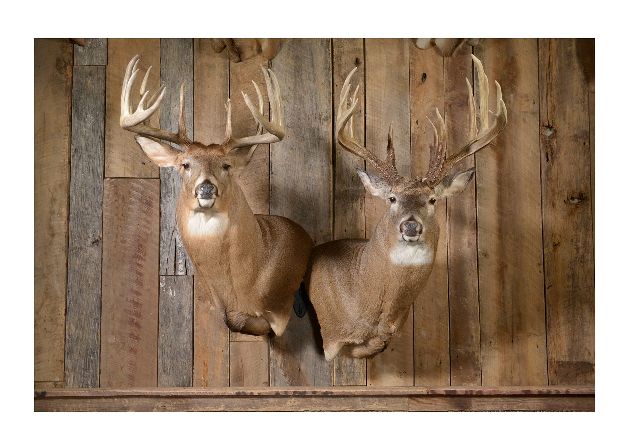 Snapklik.com : Skull Hooker Small/Medium Game Steel Powder-Coated Dual ...