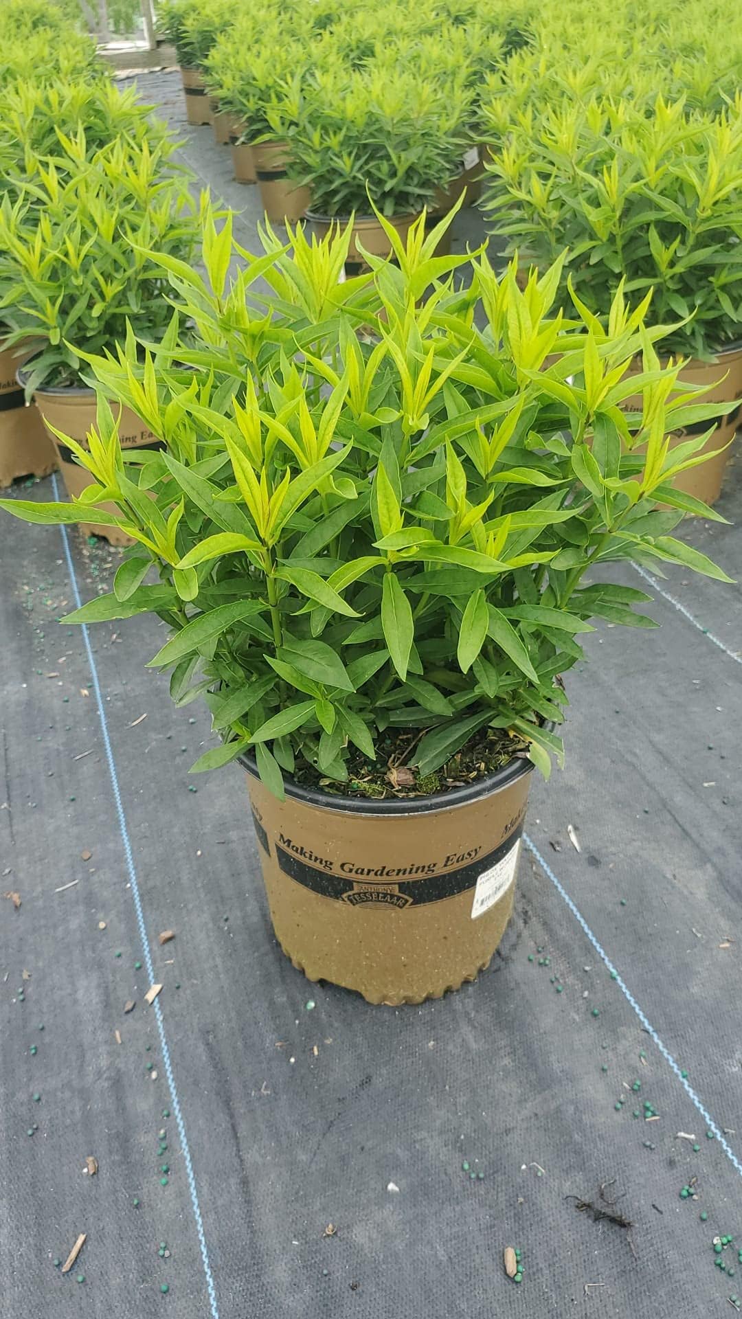 Amazon.com : Live plant from Green Promise Farms Volcano Eye (Garden ...