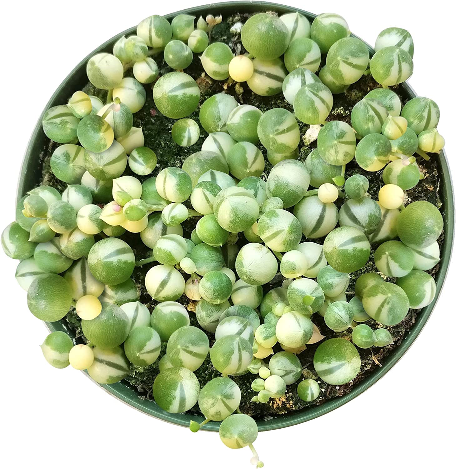 Amazon.com : Variegated String of Pearls Live Plant - 4'' Pot from JM ...
