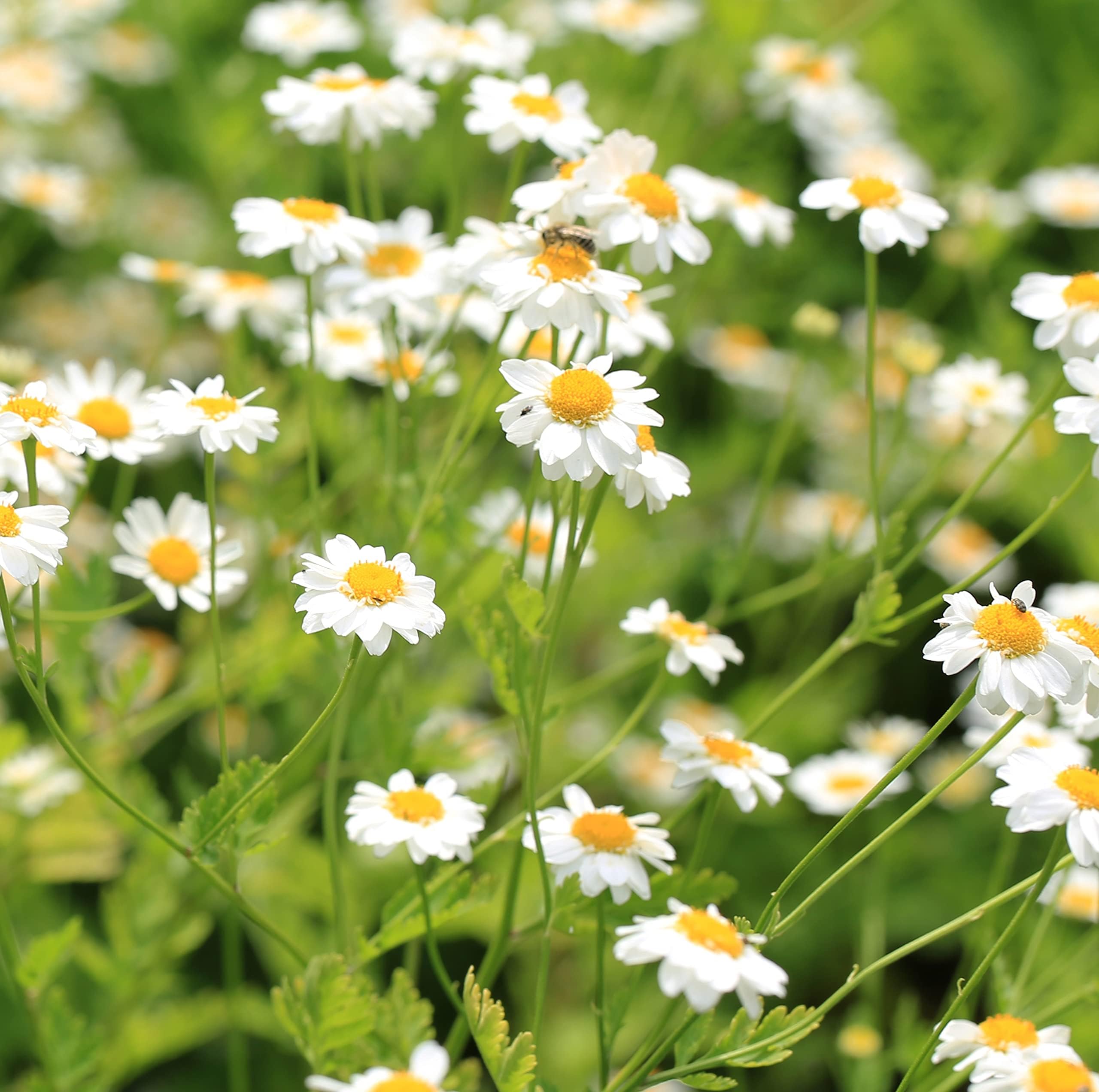 Amazon.com : Earthcare Seeds Pyrethrum Daisy 50 Seeds (Chrysanthemum ...