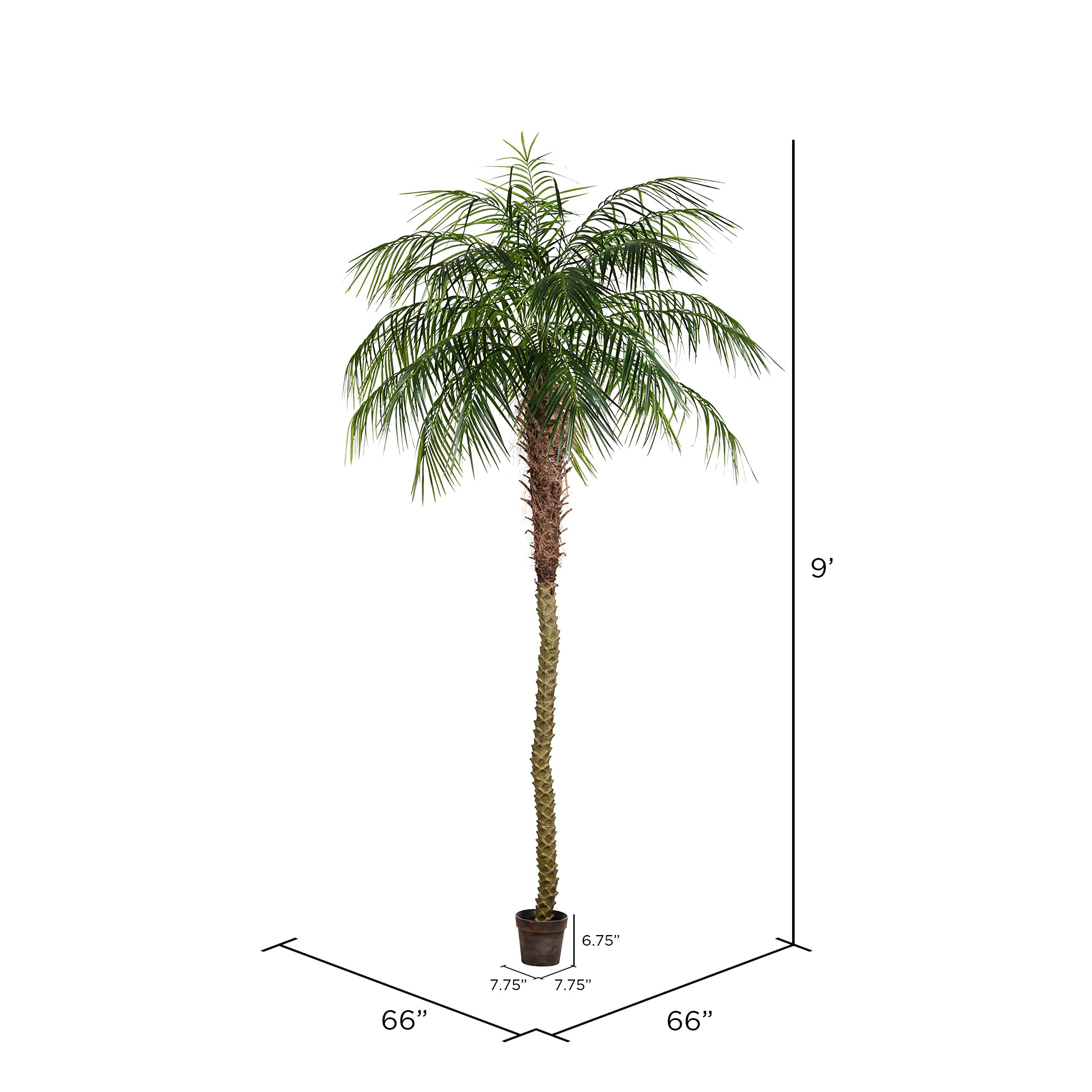Palm Tree Height Ubicaciondepersonas cdmx gob mx Palm Tree Height Ubicaciondepersonas cdmx gob mx