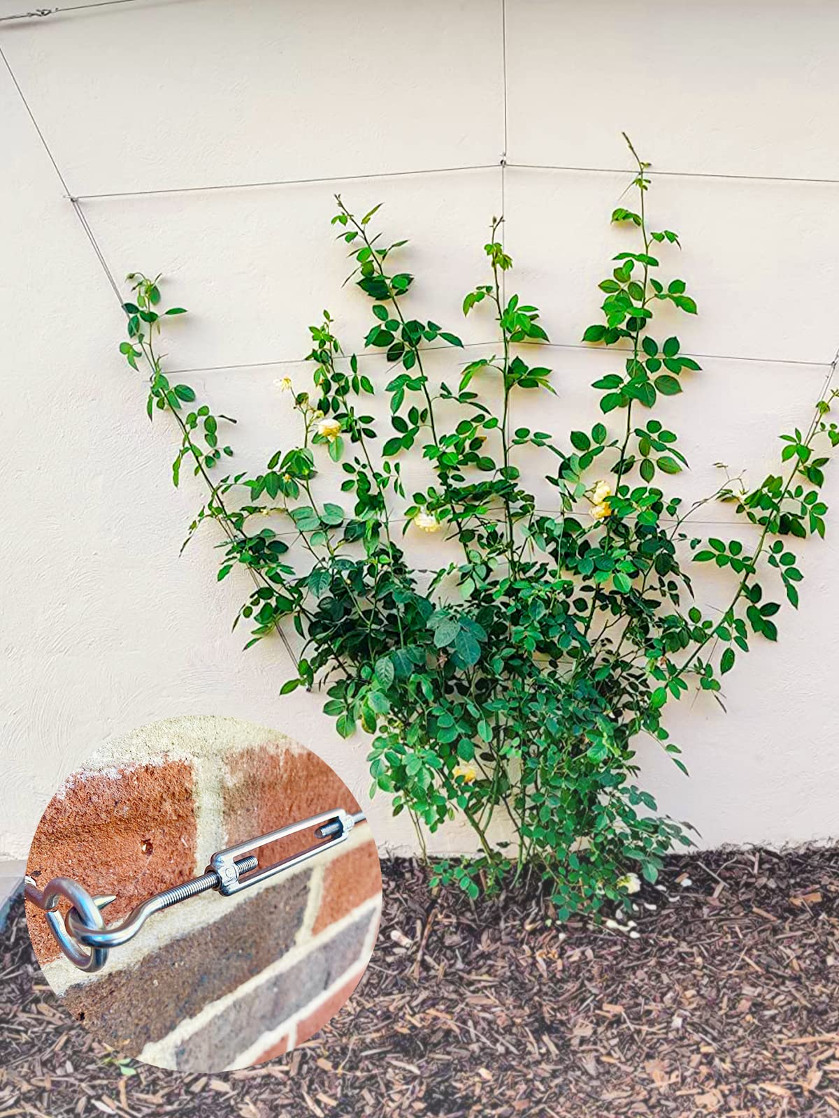 Wire Kit For Climbing Plants at Janie Clark blog